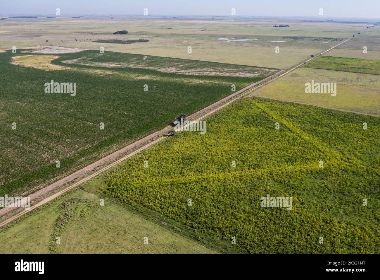 Aerial View of sown field in the Argentine countryside, Pampas province ...