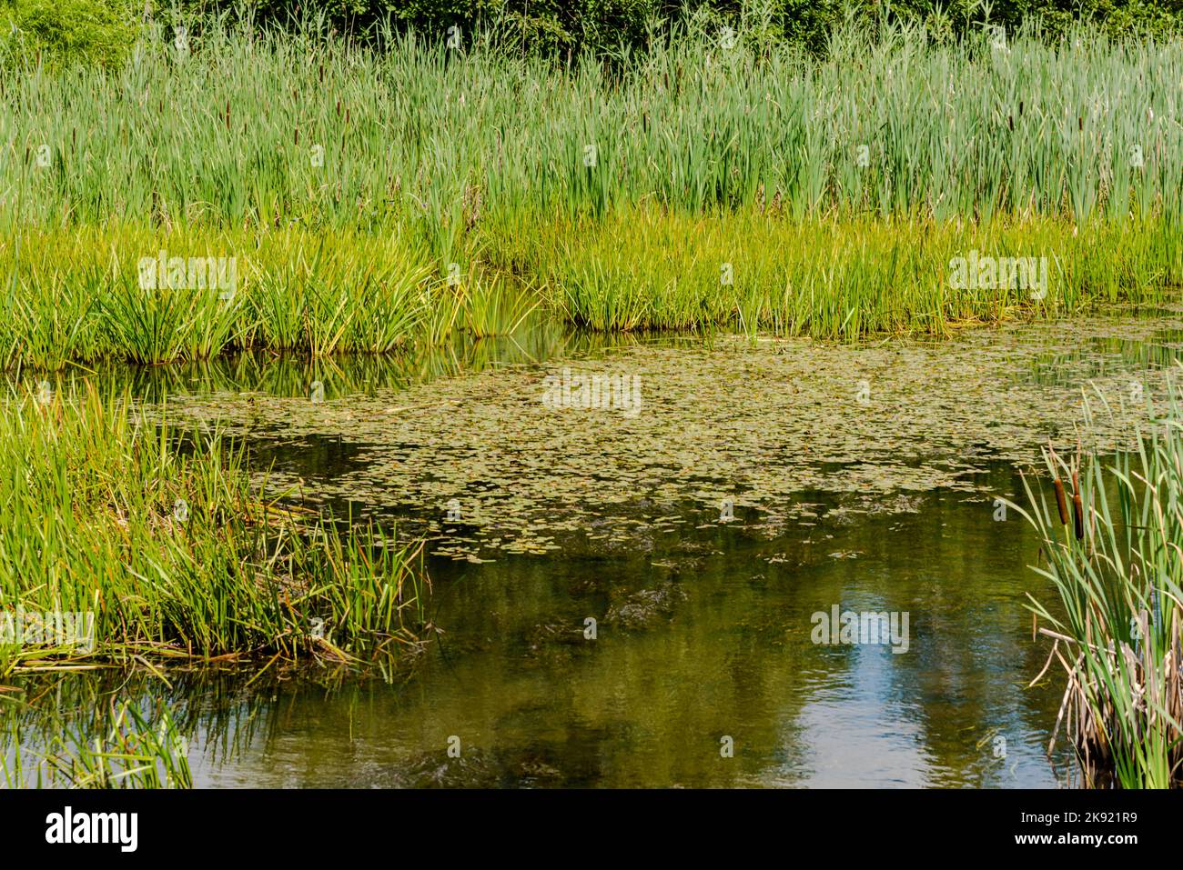 Marsh pond ecosystem hi-res stock photography and images - Alamy