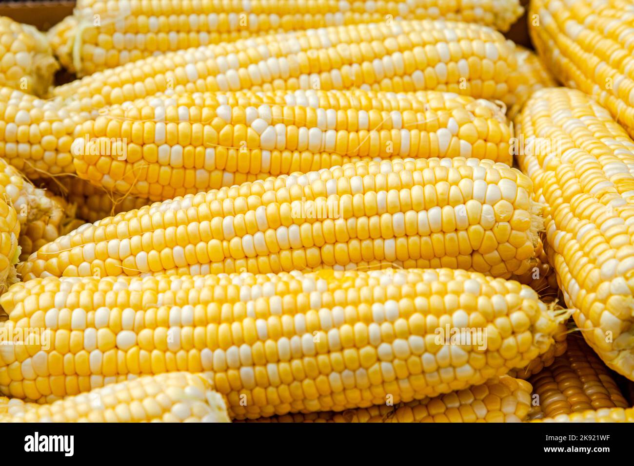 Closed-up cooked corn in the big pot Stock Photo - Alamy