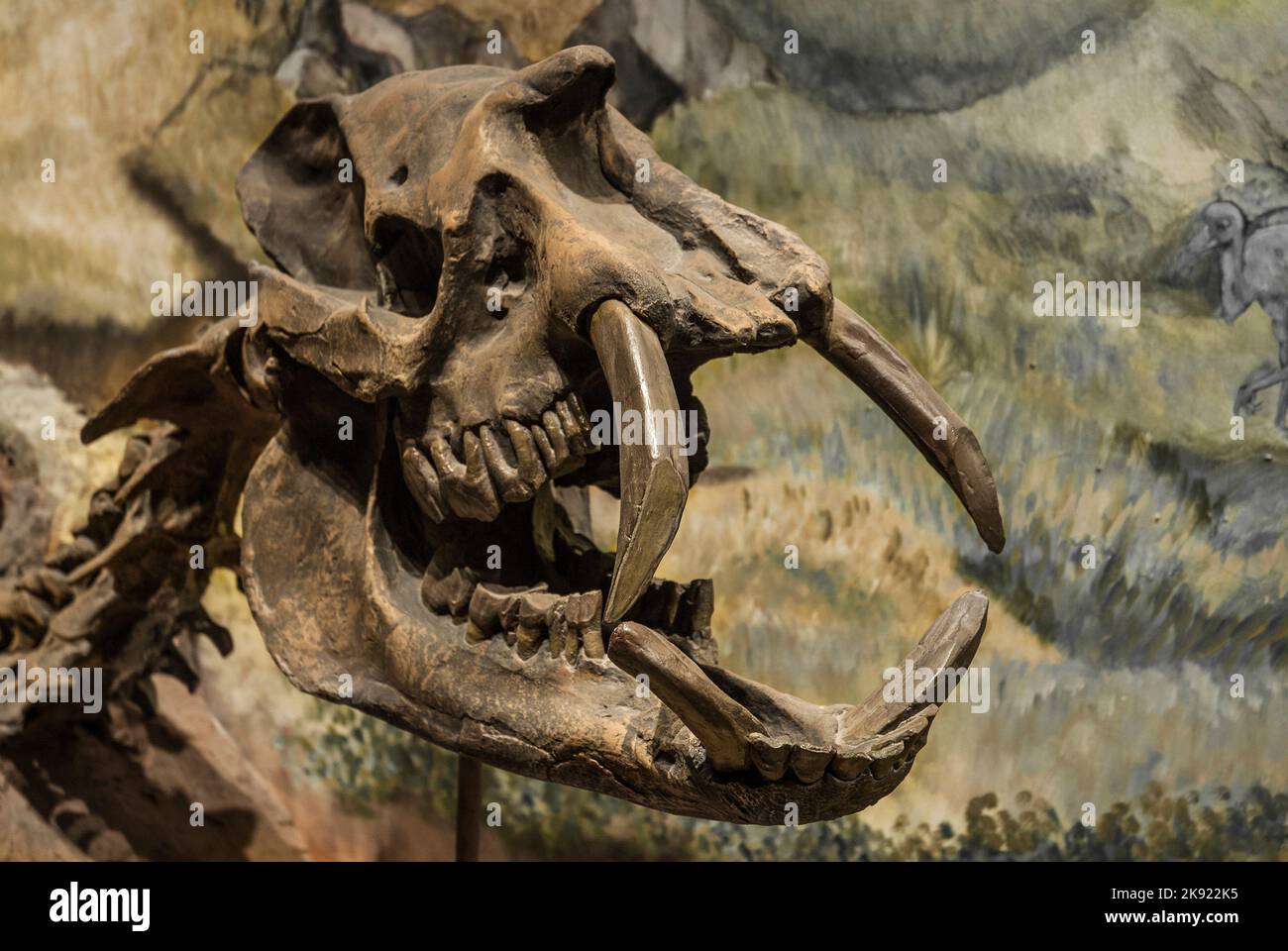 Fossil skull of extinct Astrapotherium magnum, Patagonia, Argentina ...