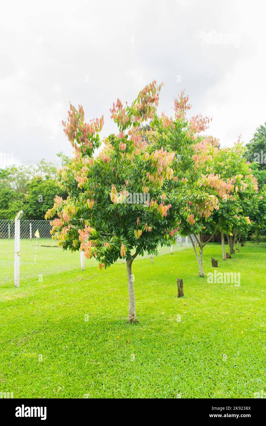 Cinnamon Tree Cinnamomum Cassia Aka Chinese Cassia Or Chinese Cinnamon With New Young Leaves