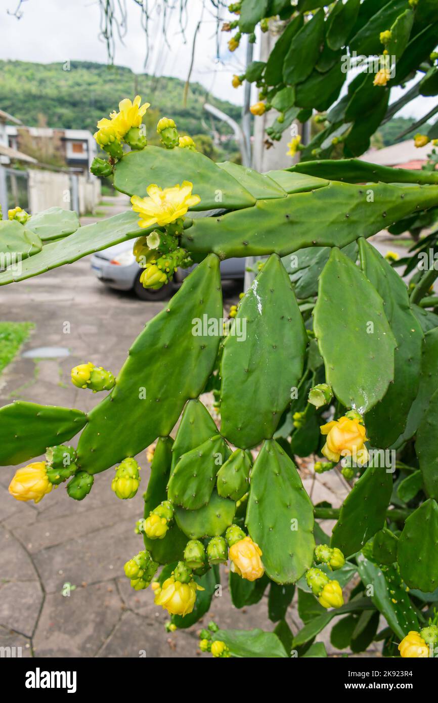 Brasiliopuntia brasiliensis (Brazilian Prickley Pear) cactus in bloom ...