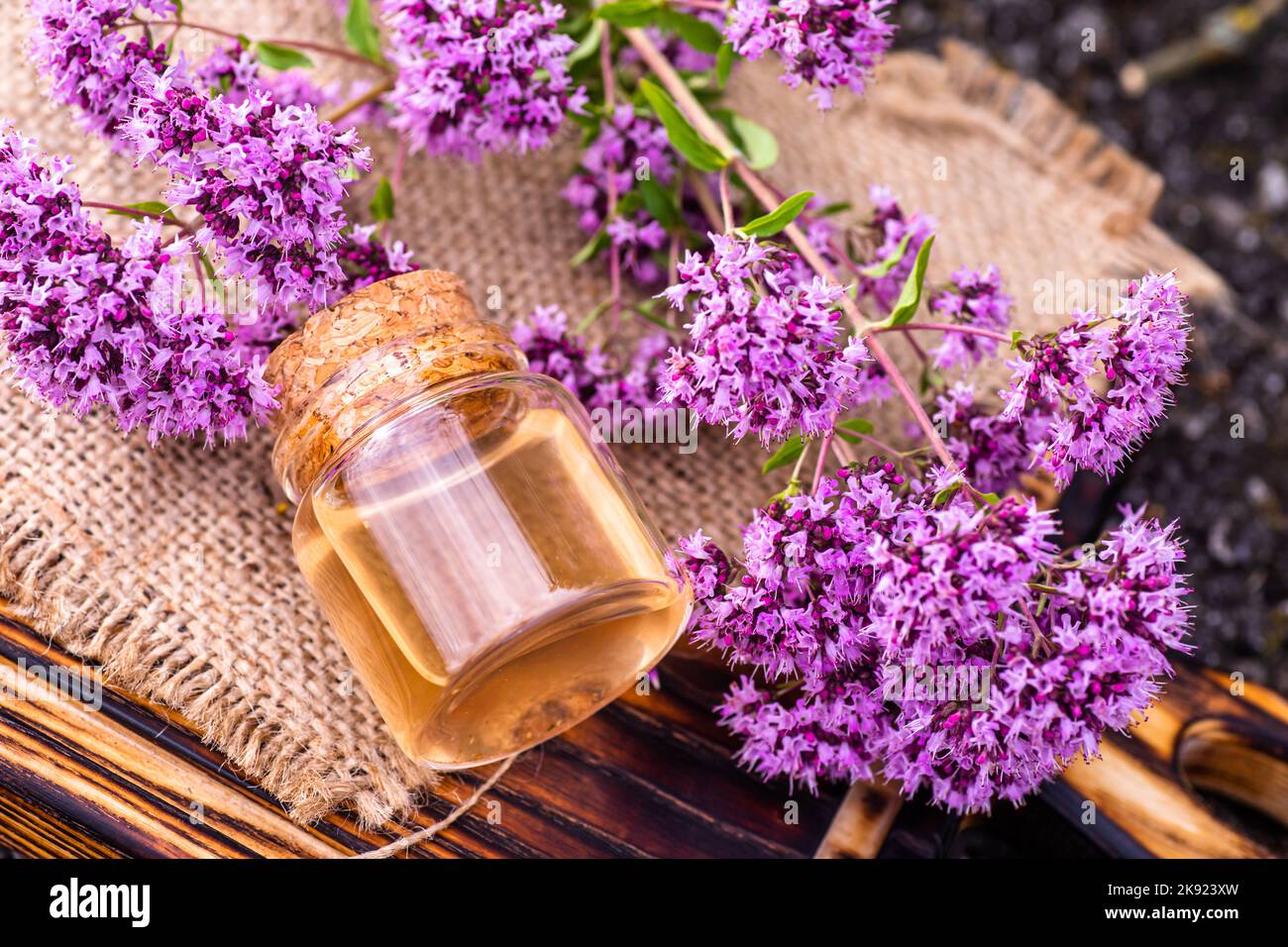Oregano, Collect valuable flowers Origanum vulgare from moment of ...