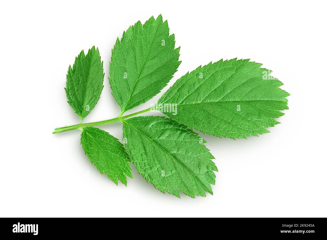 rosehip green leaves isolated on white background Stock Photo - Alamy