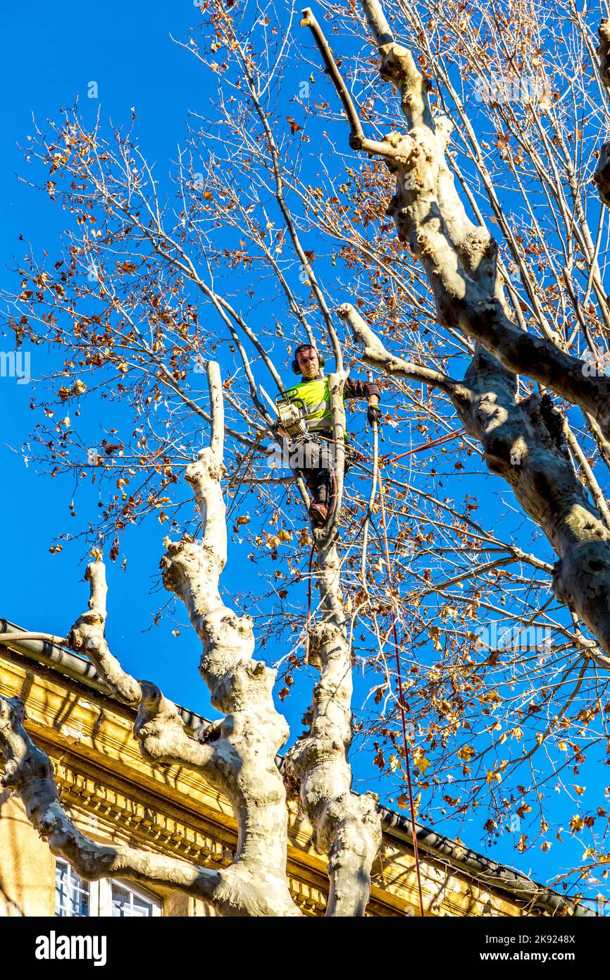 Plane trees provence hi-res stock photography and images - Alamy