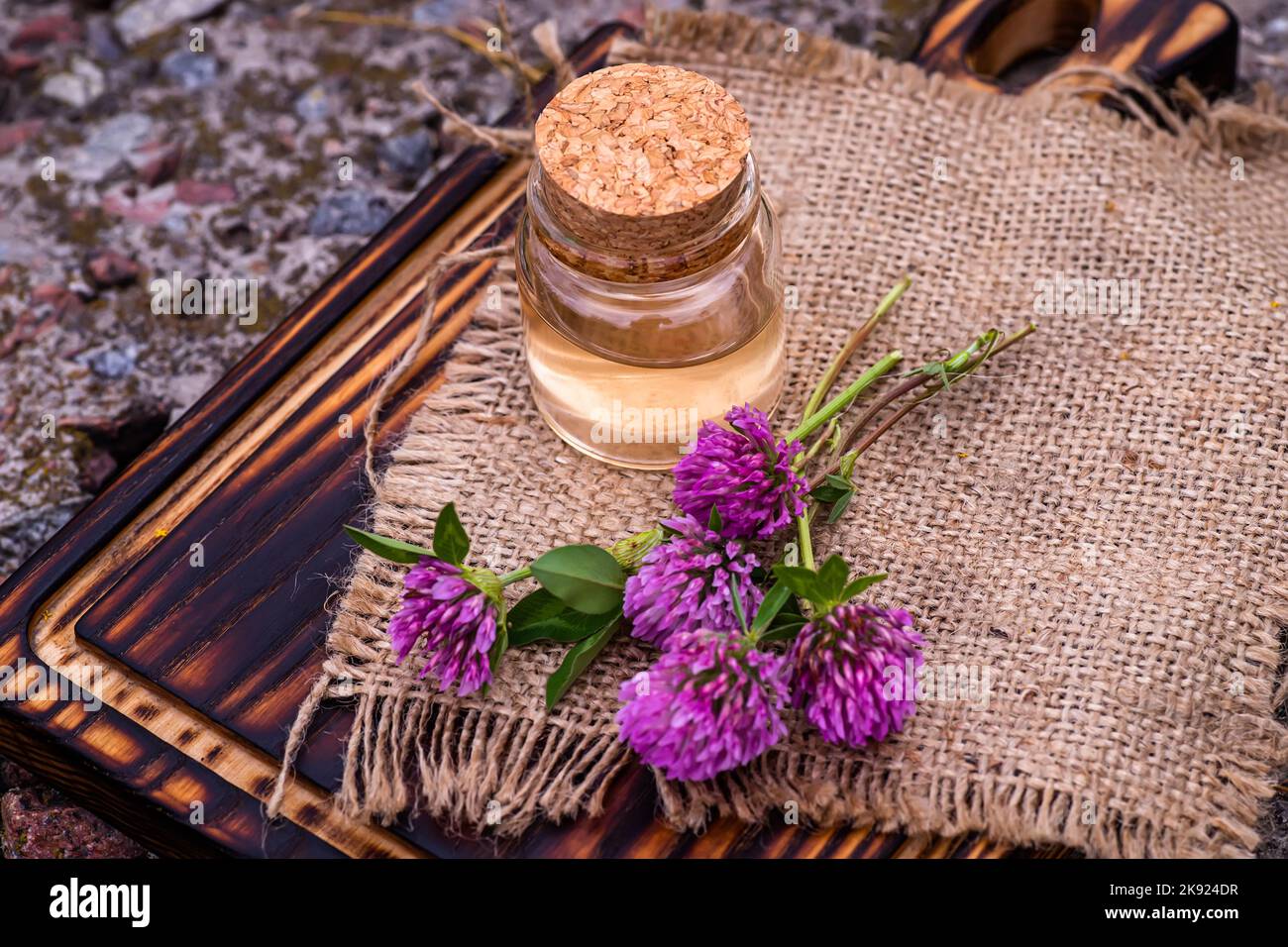 still life with Trifolium pratense, red clover. Collect valuable ...