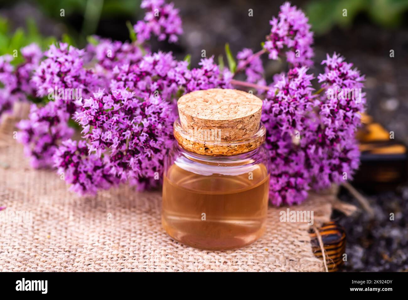 Oregano, Collect valuable flowers Origanum vulgare from moment of ...