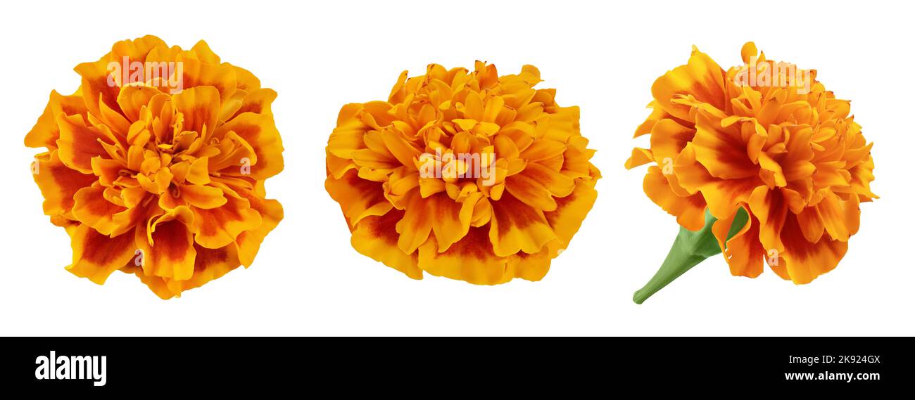 fresh marigold or tagetes erecta flower isolated on white background ...