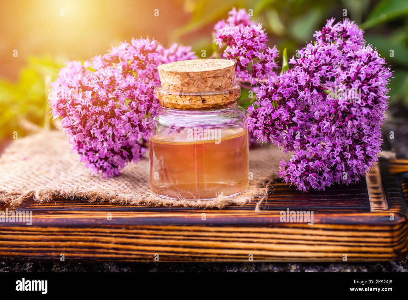 Oregano, Collect valuable flowers Origanum vulgare from moment of ...