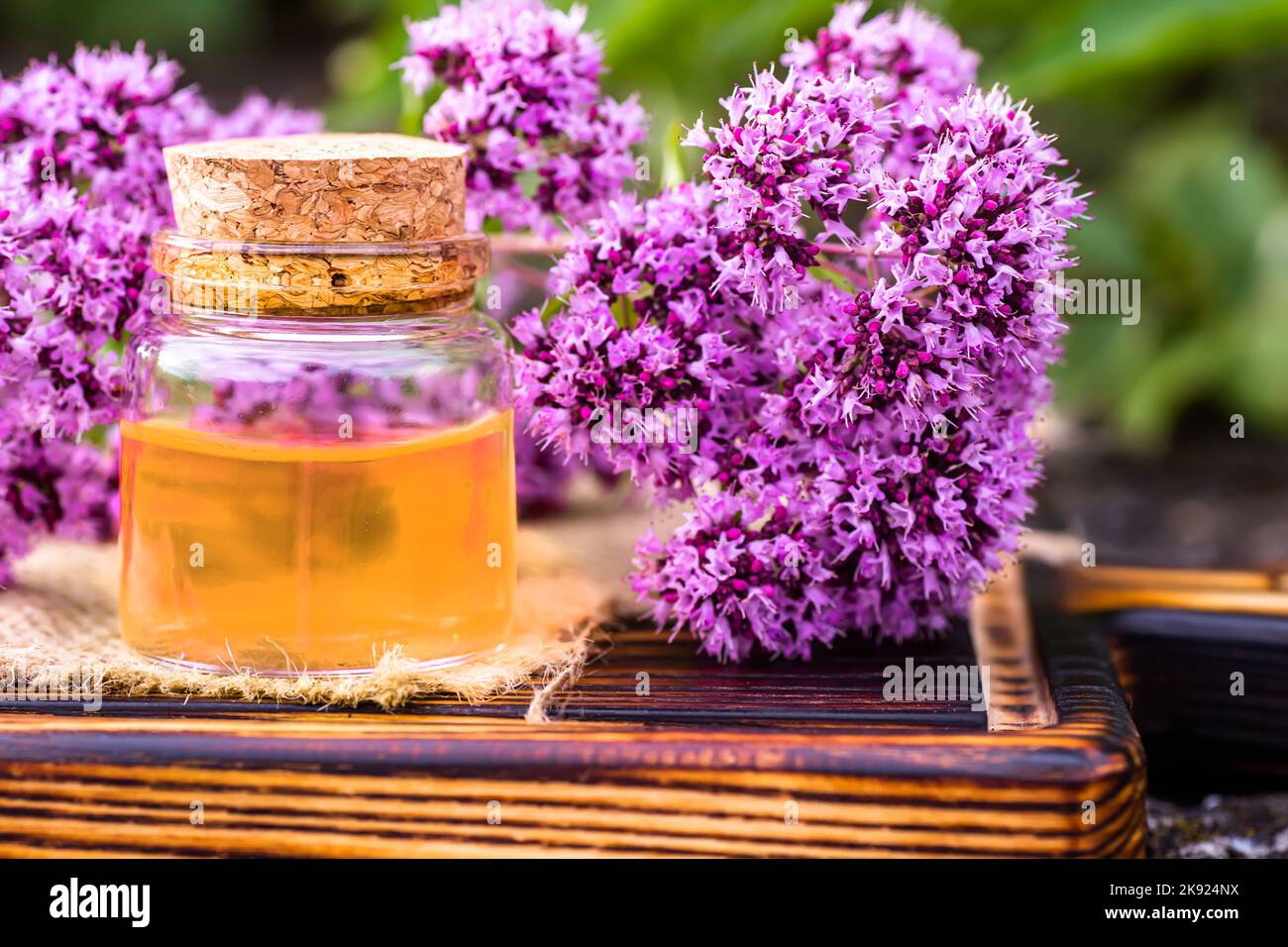 Oregano, Collect valuable flowers Origanum vulgare from moment of ...