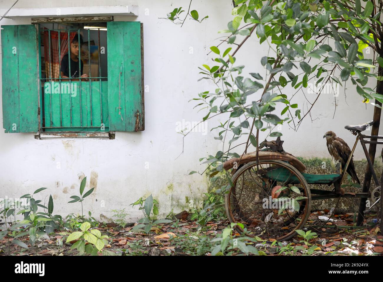 Dhaka, Bangladesh. 25th Oct, 2022. Incessant heavy rain accompanied by ...
