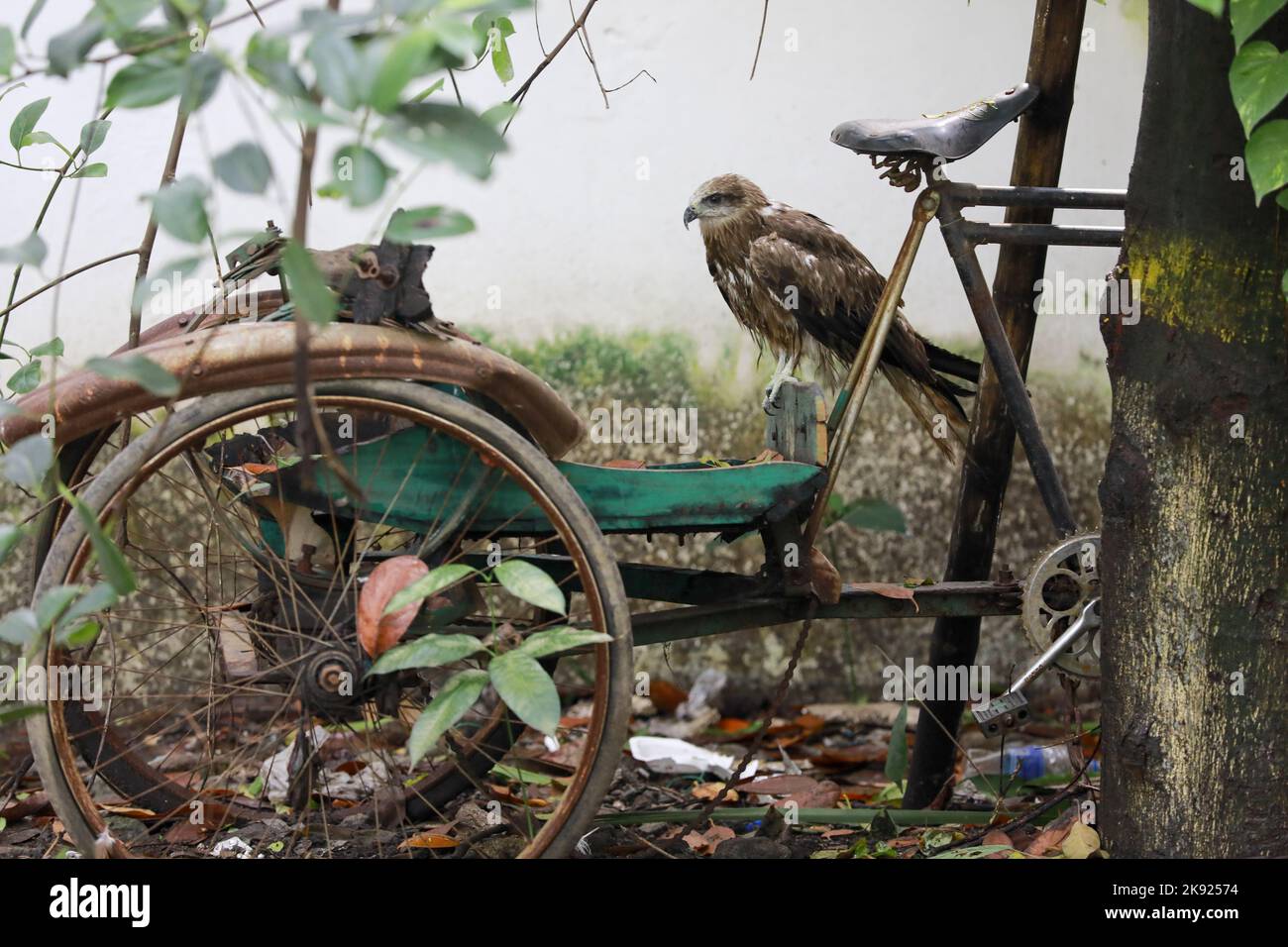 Dhaka, Bangladesh. 25th Oct, 2022. Incessant heavy rain accompanied by ...