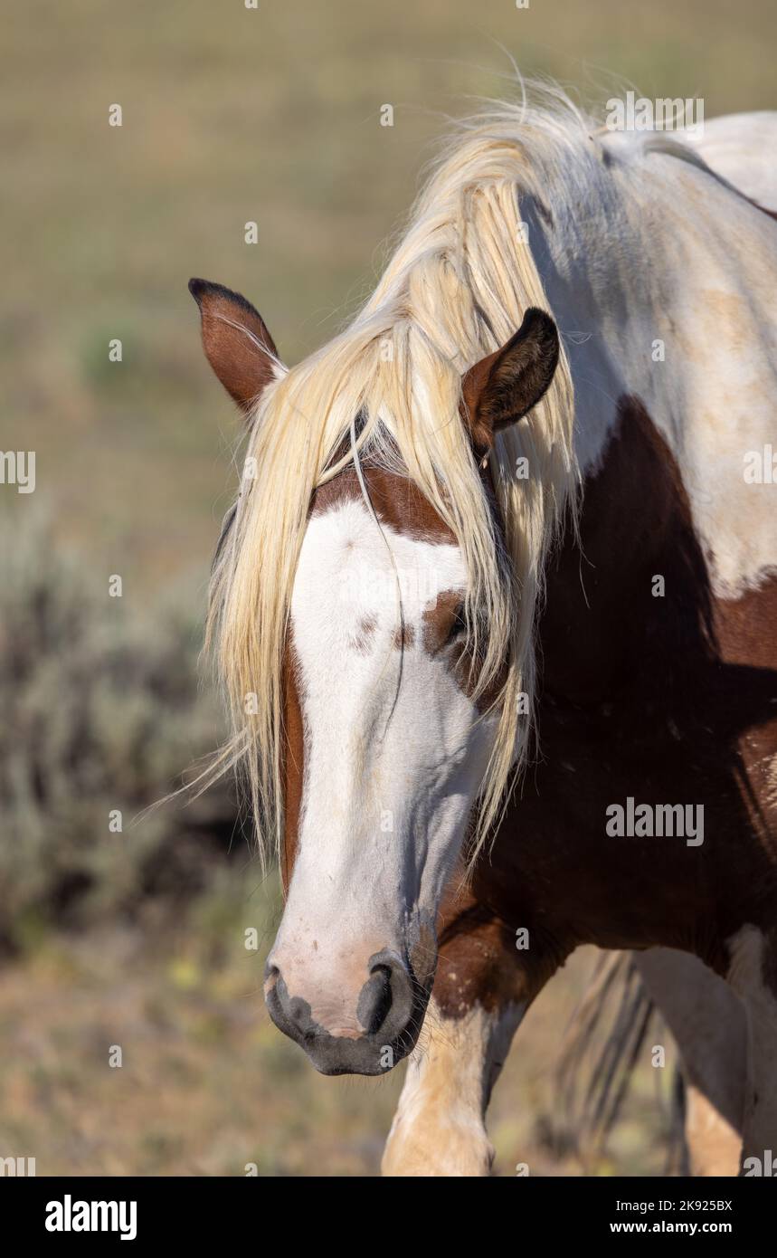 Wild Horse in Summer in the Wyoming Desert Stock Photo - Alamy
