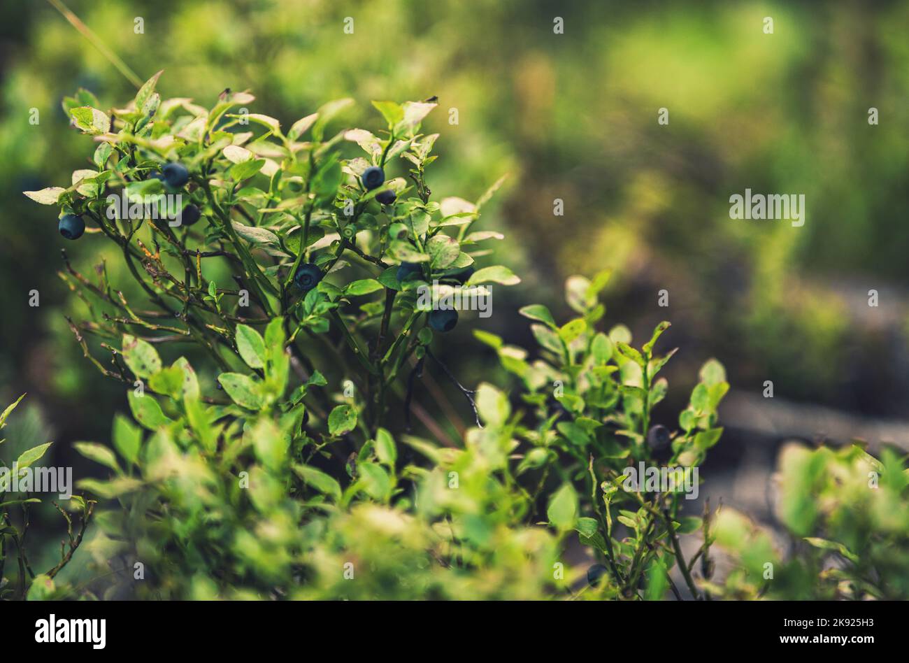 Closeup of Blueberry Flowering Plant Shrub. Ripe Berries Hanging on ...