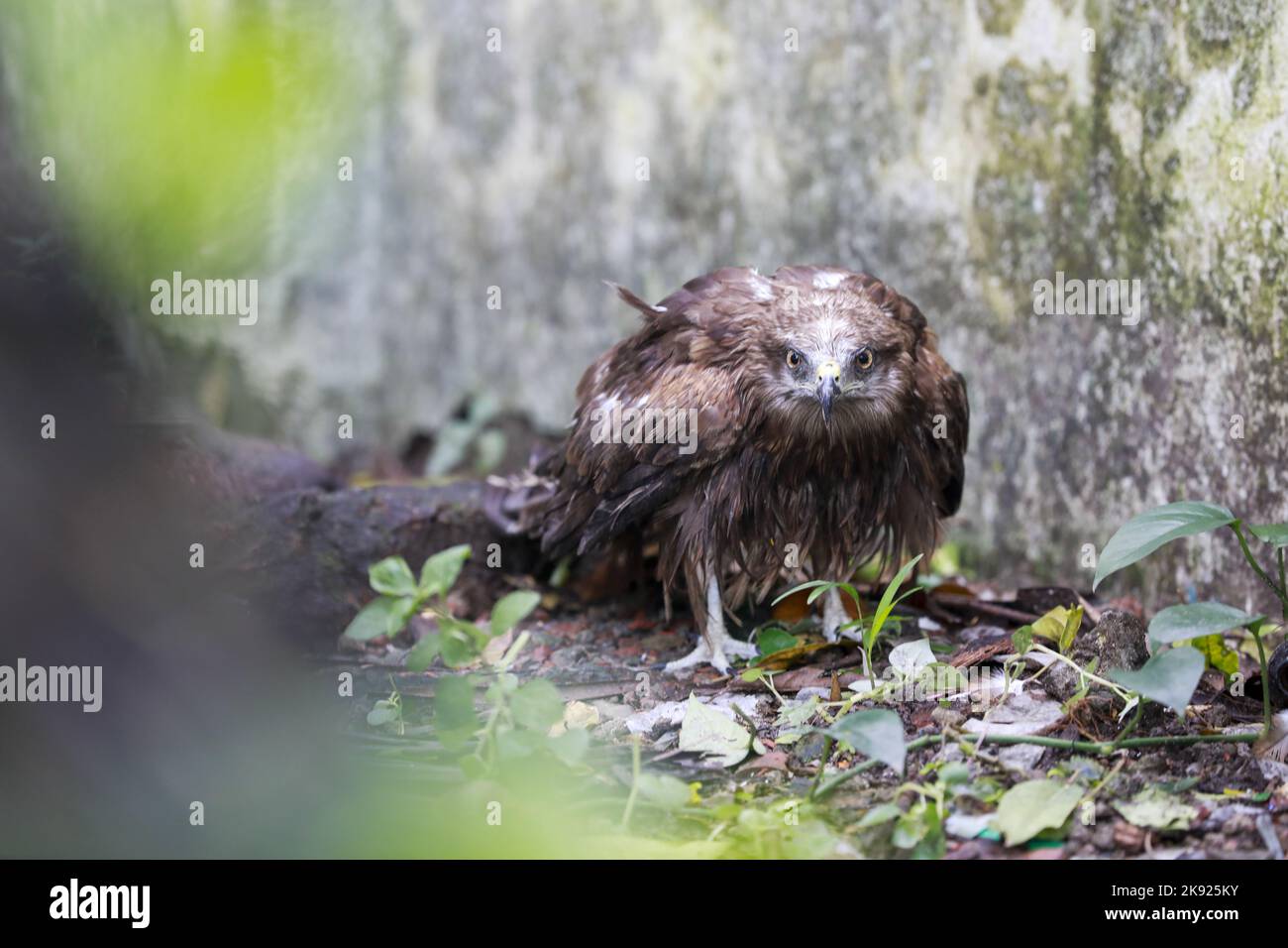 Dhaka, Bangladesh. 25th Oct, 2022. Incessant heavy rain accompanied by ...