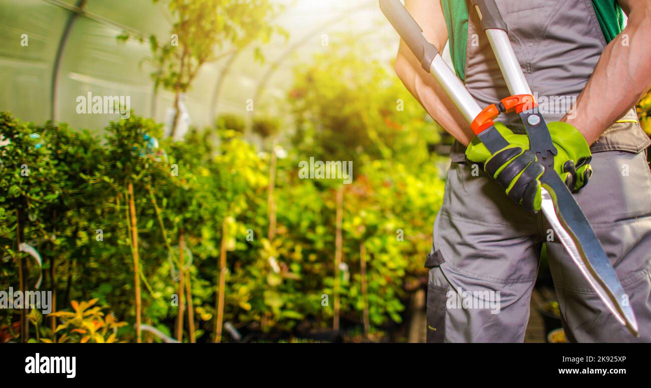 Caucasian Gardener Standing Inside the Greenhouse Looking at Plants ...