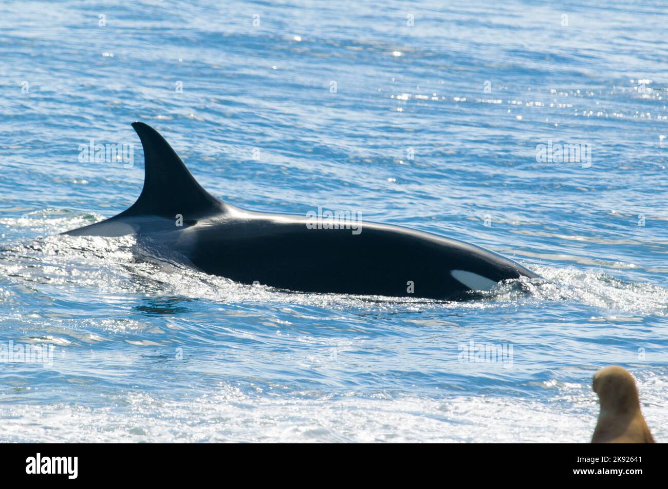 Killer whale hunting sea lions,Peninsula Valdes, Unesco World Heritage ...