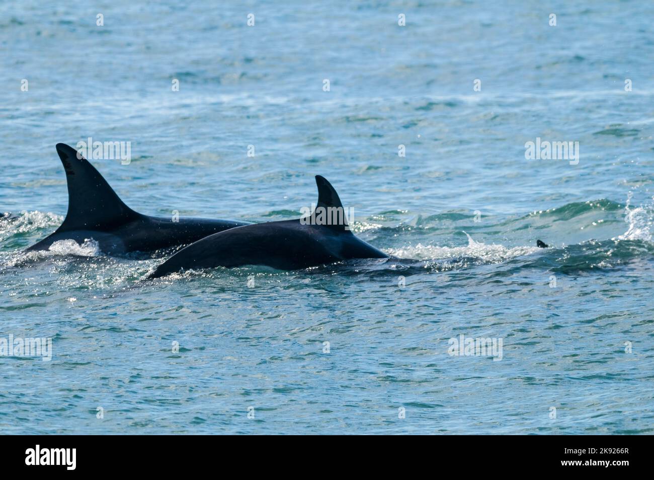 Killer whale hunting sea lions,Peninsula Valdes, Unesco World Heritage ...