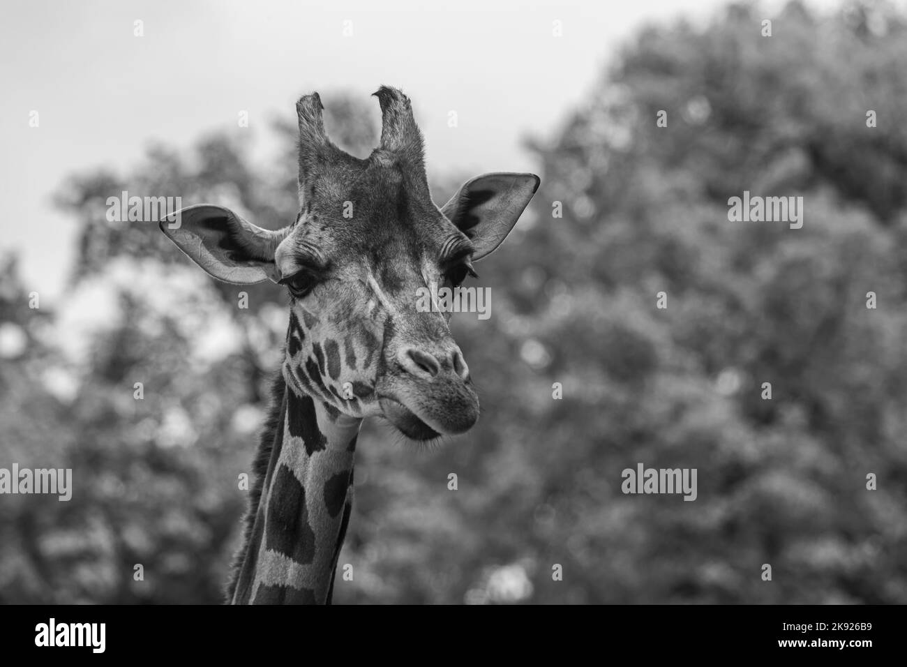 Fauna tropical Black and White Stock Photos & Images - Alamy