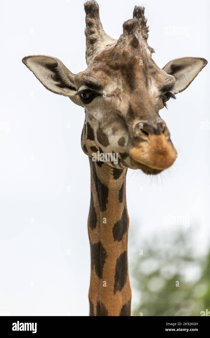close-up photo of a giraffe looking at me with curiosity Stock Photo ...