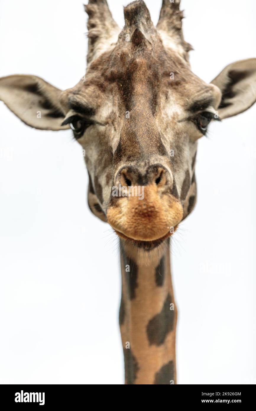 close-up photo of a giraffe looking at me with curiosity Stock Photo ...