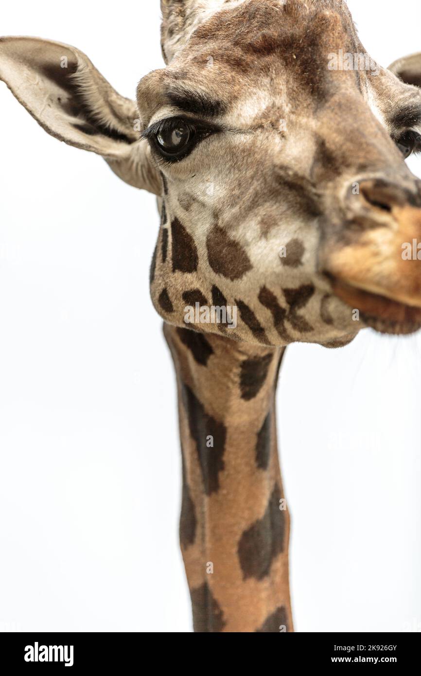 portrait of giraffe Stock Photo - Alamy