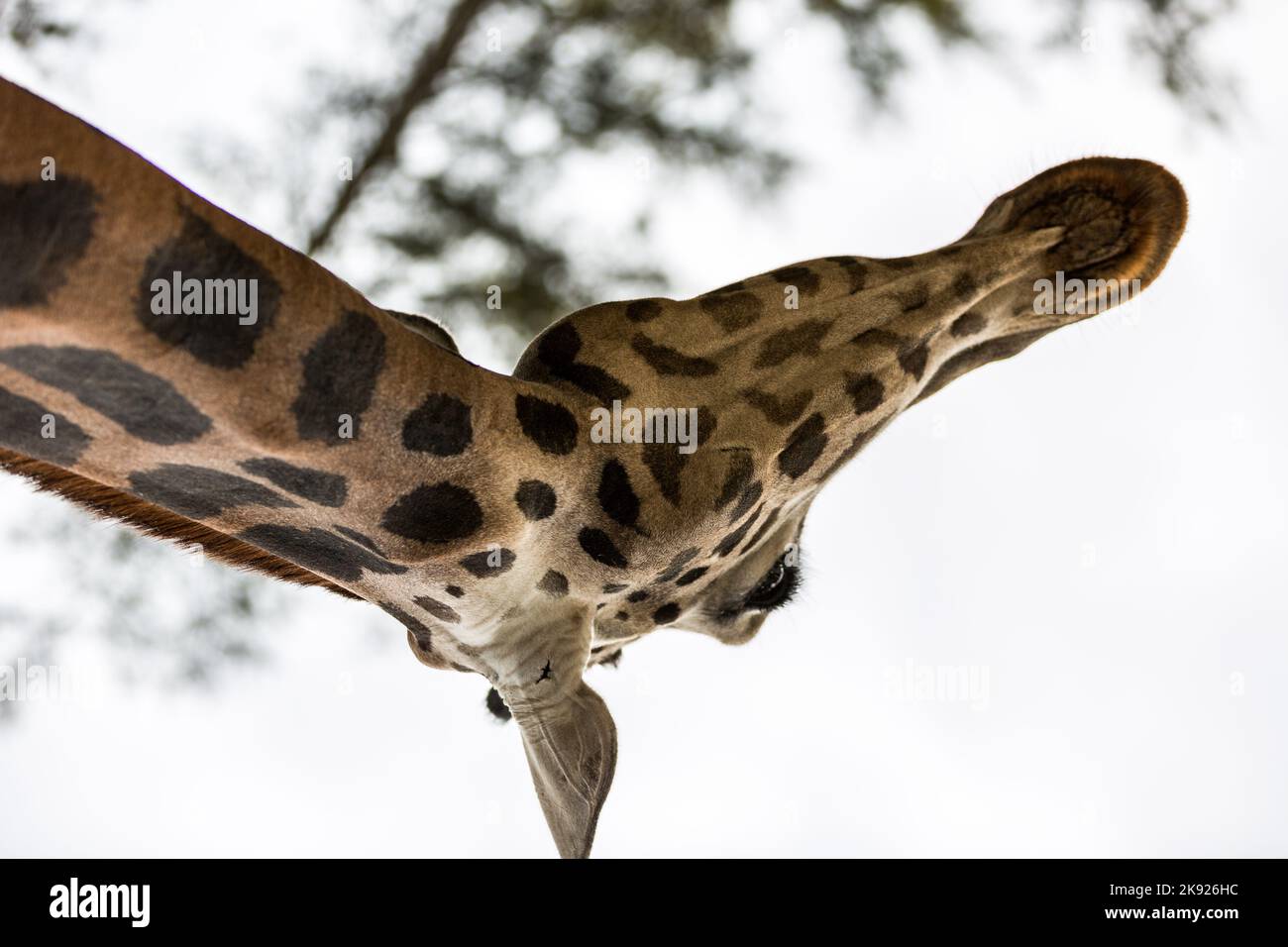 close-up photo of a giraffe looking at me with curiosity Stock Photo ...