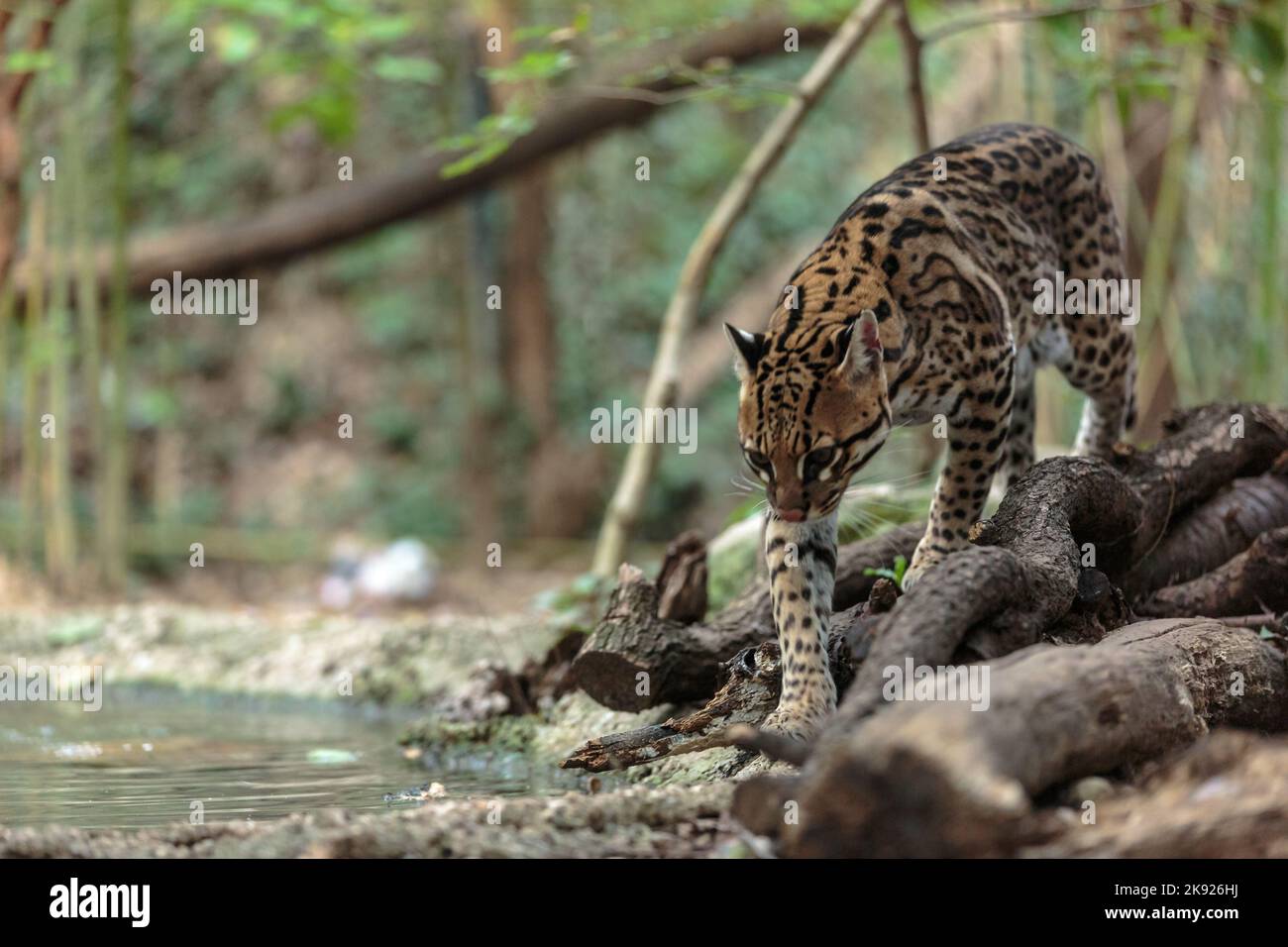 ocelot walking in a forest Stock Photo - Alamy
