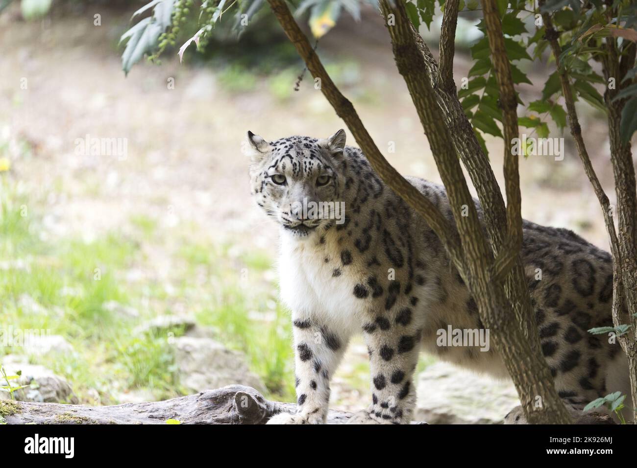 Snow leopard, Panthera uncia Stock Photo - Alamy