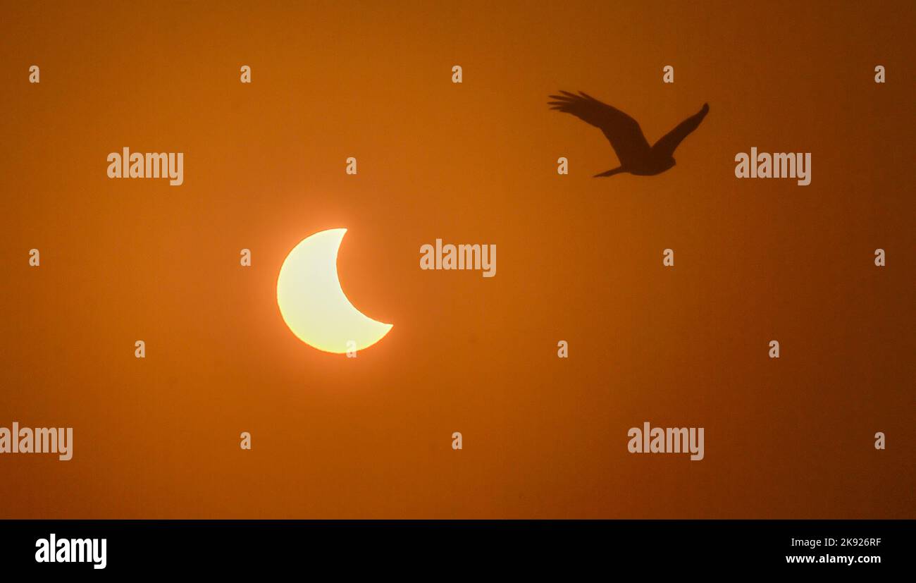 NEW DELHI, INDIA - OCTOBER 25: A view of a partial solar eclipse next ...