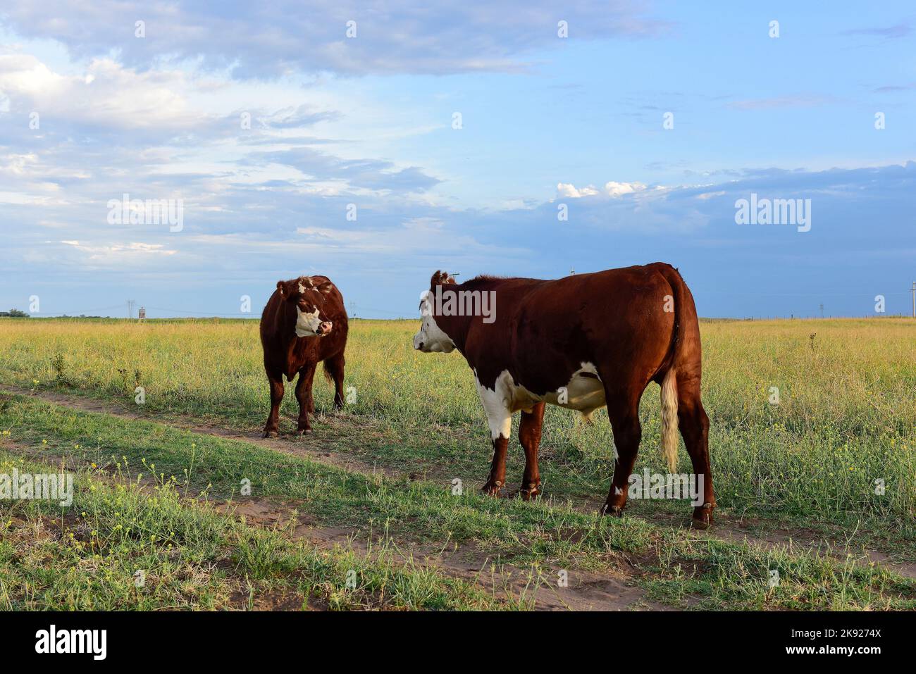 Cows raised with natural pastures, meat production in the Argentine ...