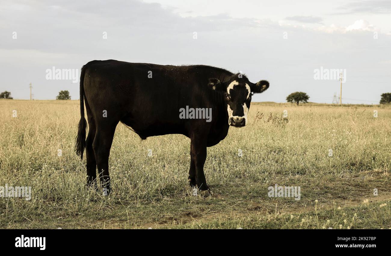 Cows raised with natural pastures, meat production in the Argentine ...