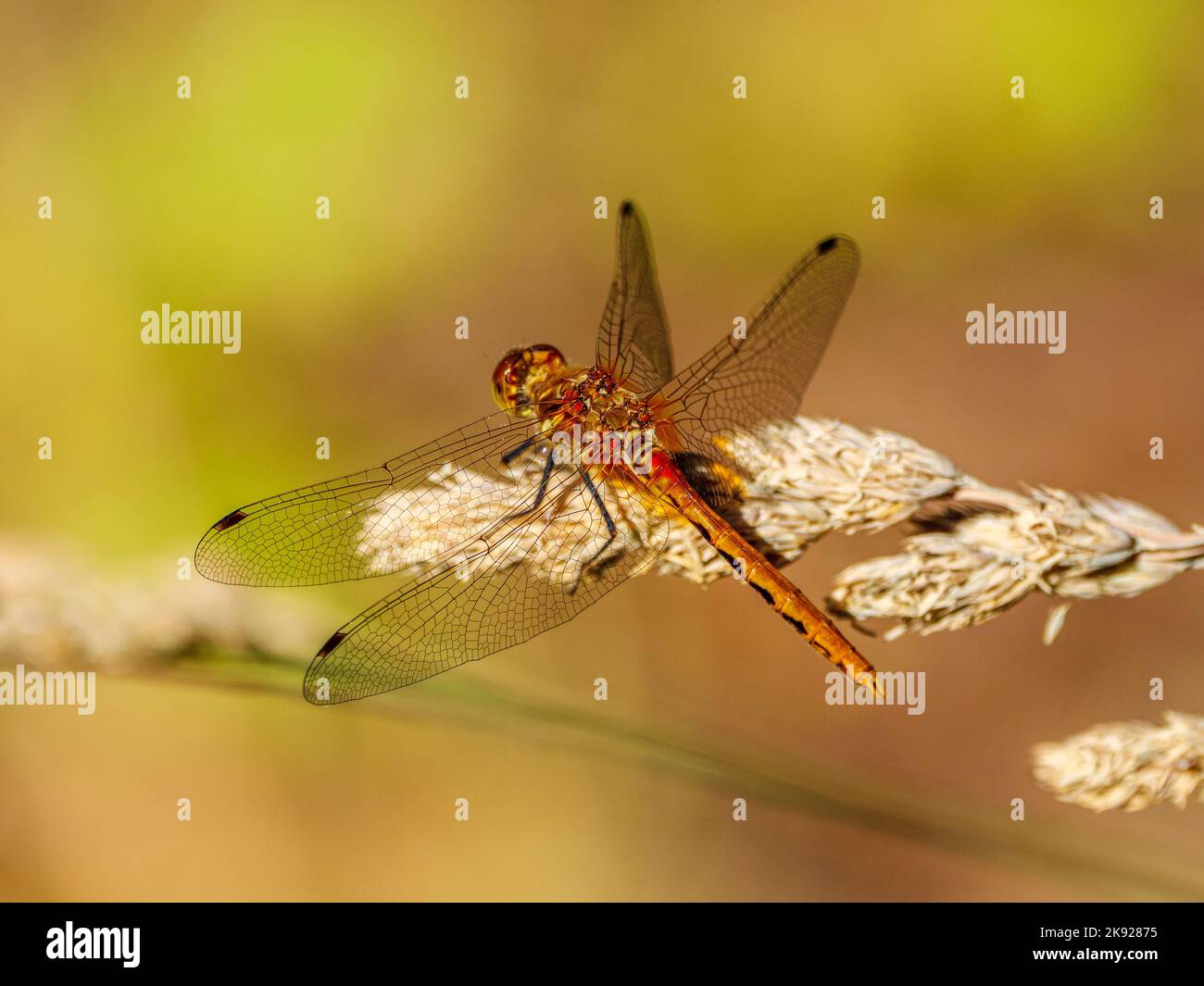 Striped Meadowhawk (Sympetrum pallipes) dragonfly resting on a stalk of ...