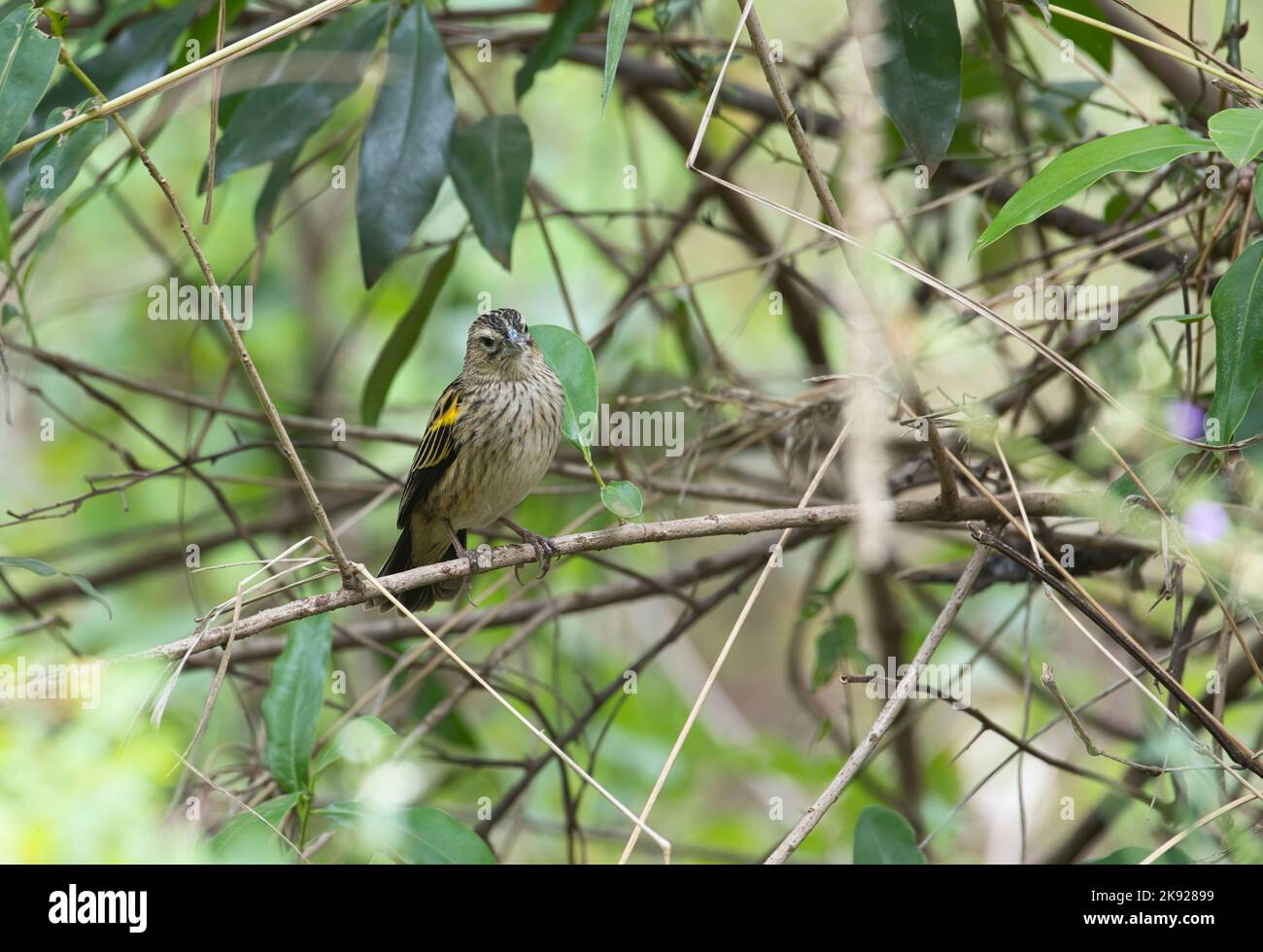 Yellow bishop or Yellow-rumped widow (Euplectes capensis) in non ...