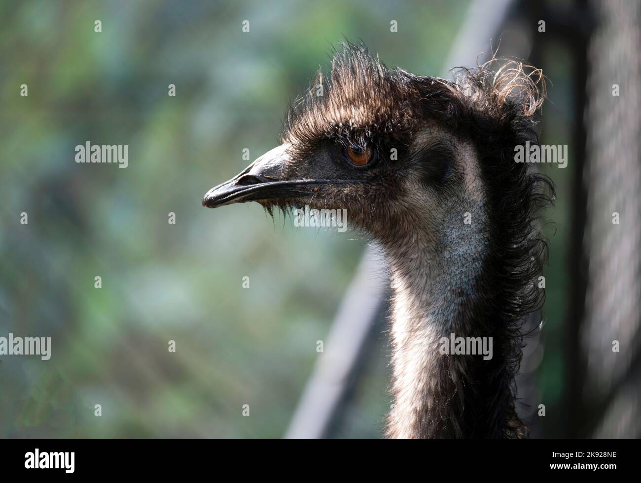 Close-up of the head of an Emu (Dromaius novaehollandia). This large ...