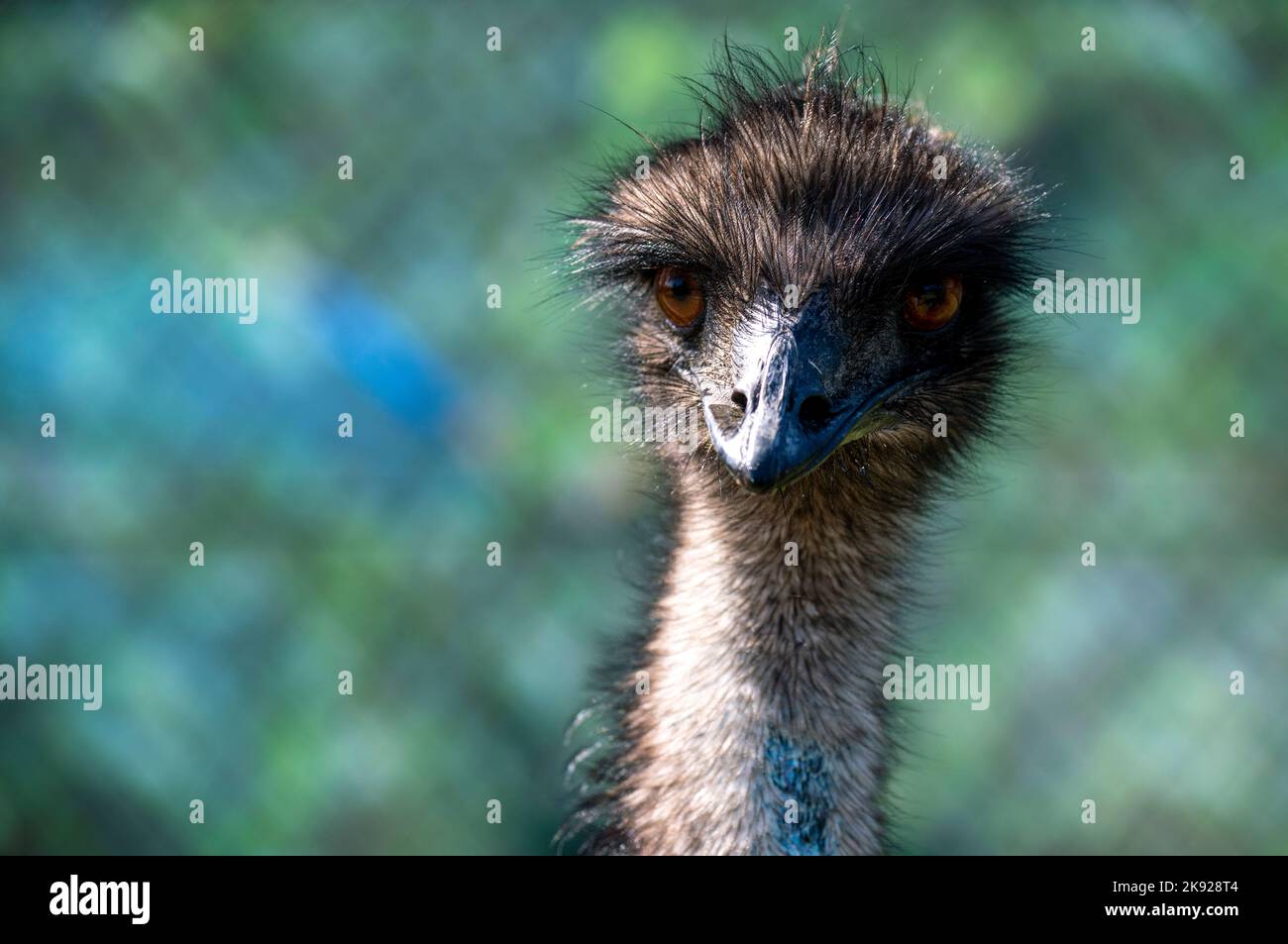 Close-up of the head of an Emu (Dromaius novaehollandia). This large ...