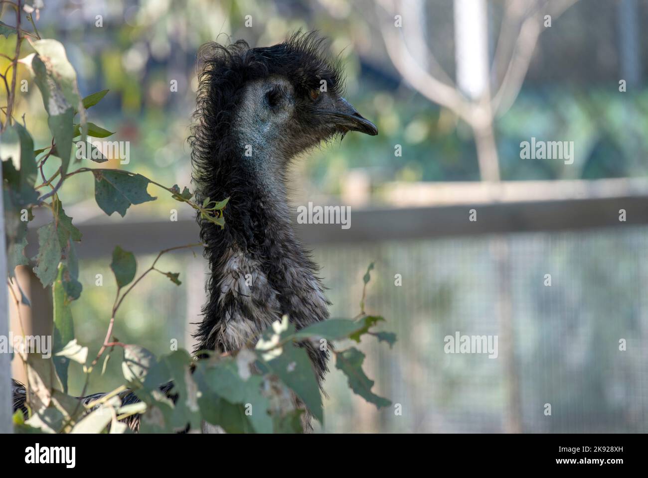 Close-up of the head of an Emu (Dromaius novaehollandia). This large ...