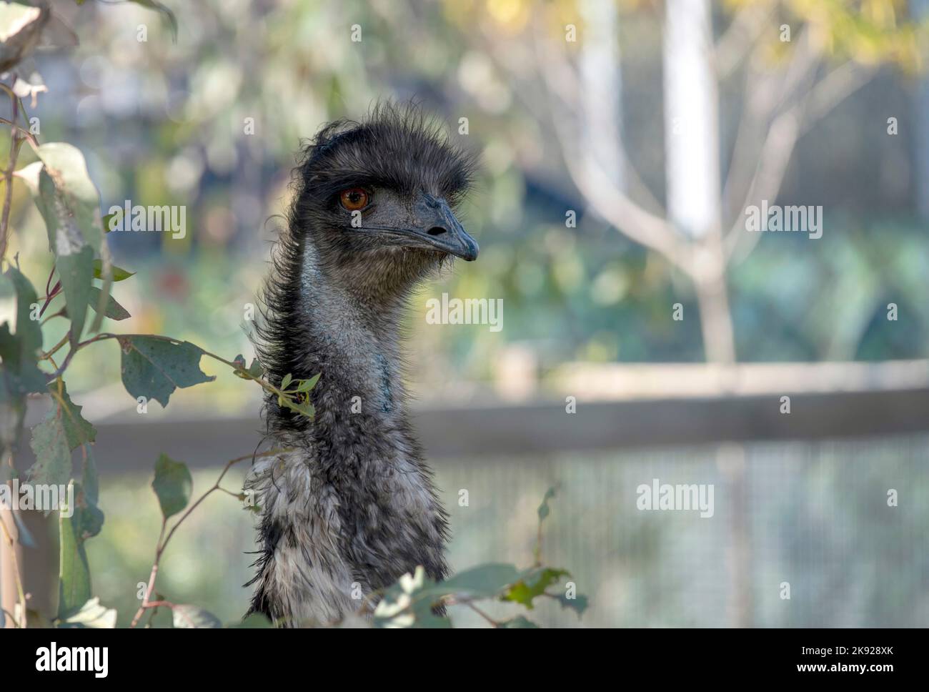 Close-up of the head of an Emu (Dromaius novaehollandia). This large ...