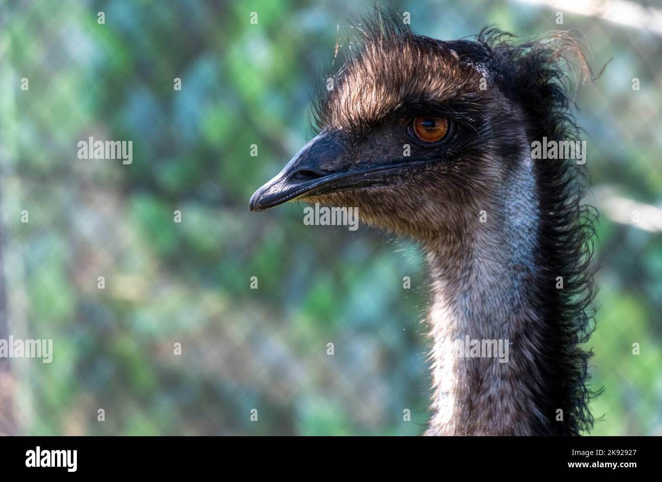 Close-up of the head of an Emu (Dromaius novaehollandia). This large ...