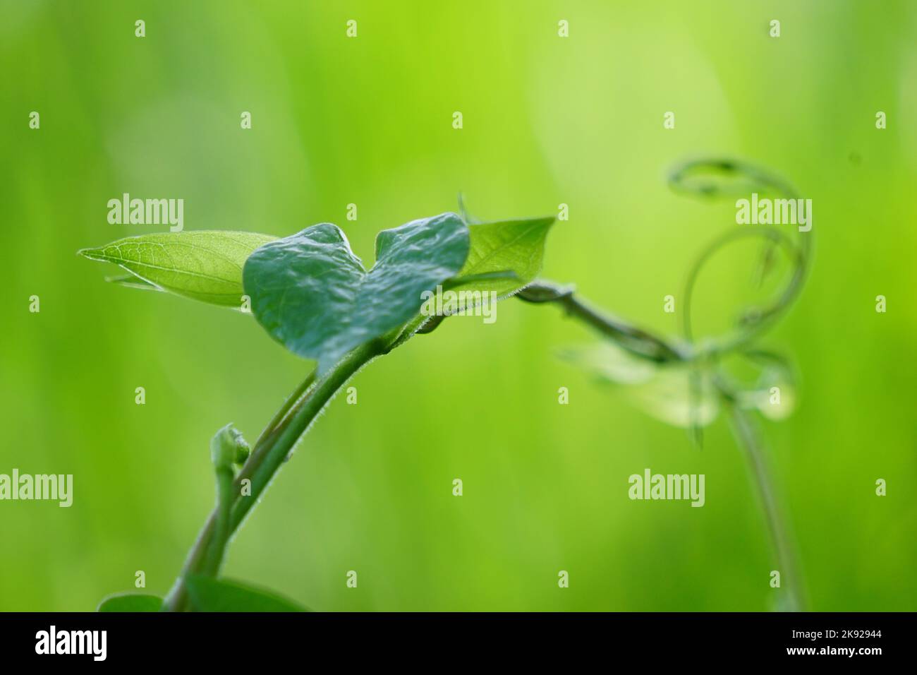 Paederia foetida (Also called skunkvine, stinkvine, gembrot, sembukan ...