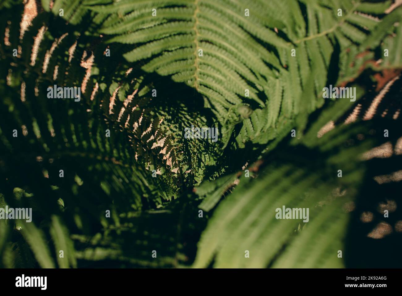 Beautiful green ferns with light Stock Photo - Alamy