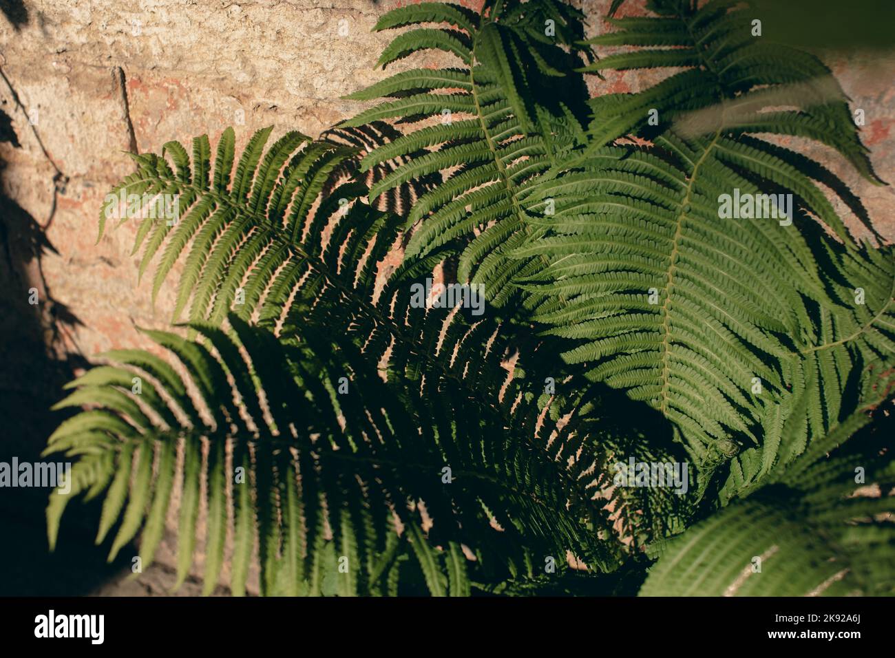 Pteridophyte plants hi-res stock photography and images - Alamy