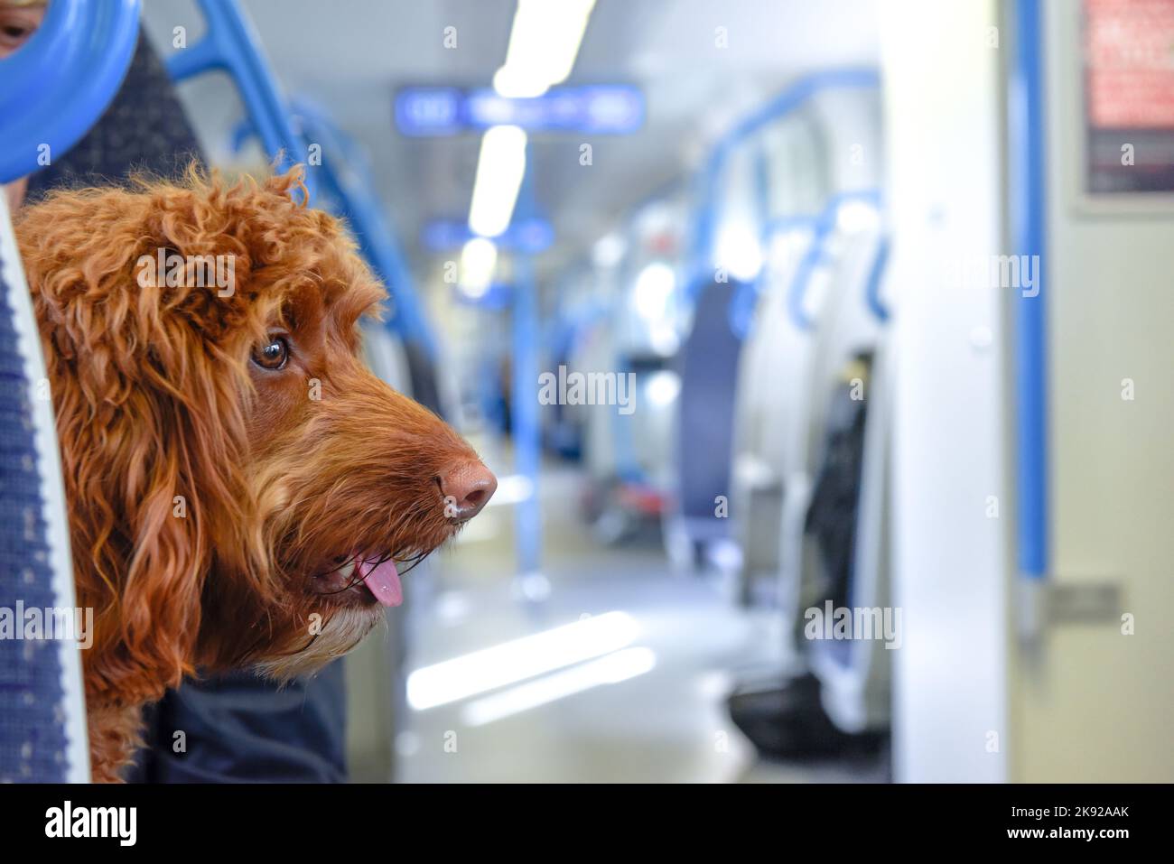 Dog train seat hi-res stock photography and images - Alamy