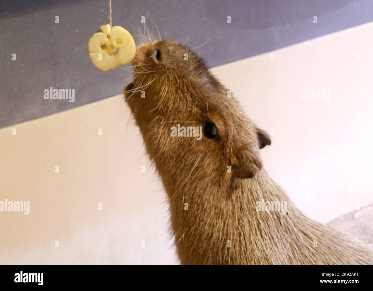 Tokyo, Japan. 25th Oct, 2022. A capybara eats a jack-o-lantern shaped ...