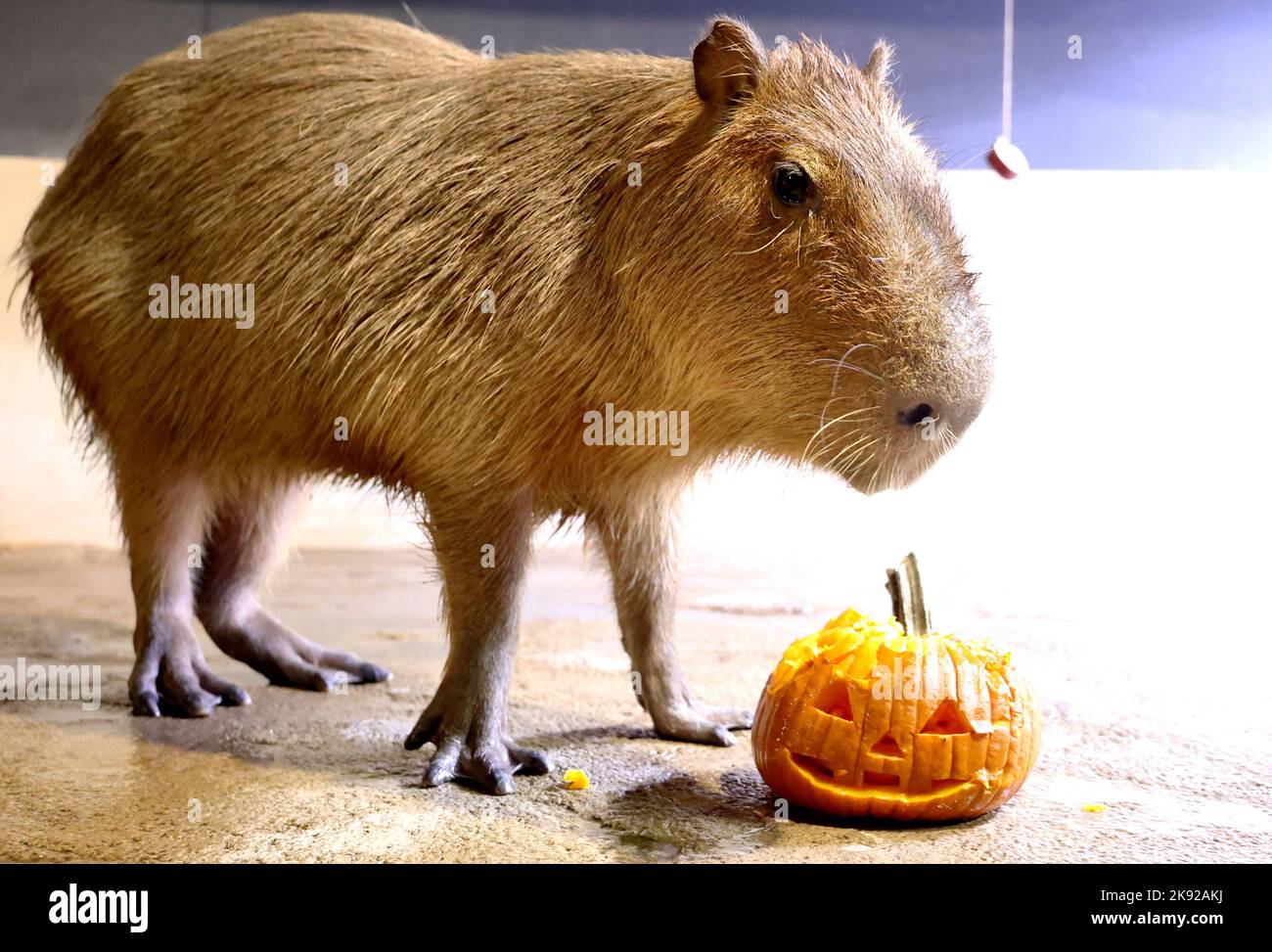 Halloween capybara hi-res stock photography and images - Alamy