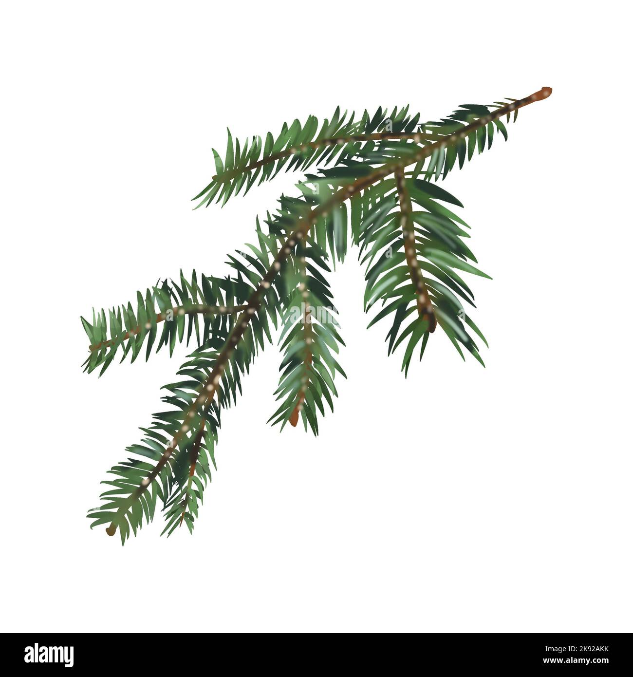 Watercolor spruce branches. Realistic branches of green pine. branch with needles Stock Photo ...