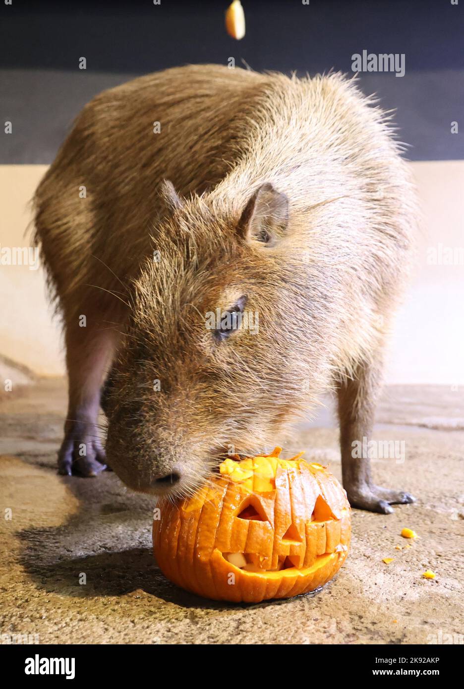 Tokyo, Japan. 25th Oct, 2022. A capybara eats a jack-o-lantern at a ...