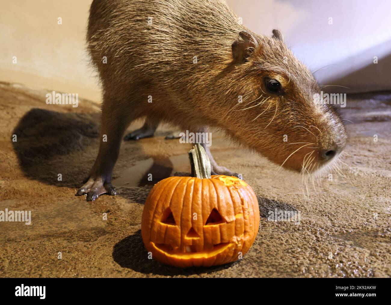 Tokyo, Japan. 25th Oct, 2022. A capybara eats a jack-o-lantern at a ...