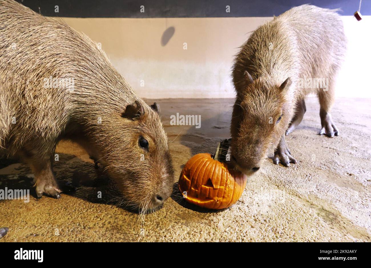 Two capybaras hi-res stock photography and images - Alamy