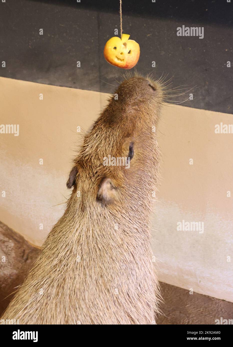 Tokyo, Japan. 25th Oct, 2022. A capybara eats a jack-o-lantern shaped ...
